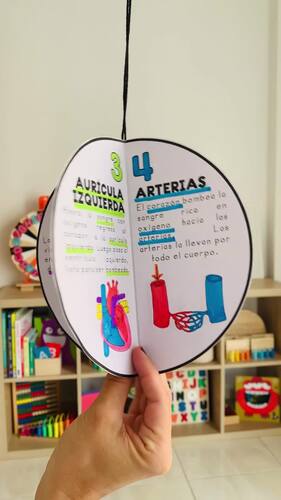 El Sistema Circulatorio | El Cuerpo Humano | Spanish Circulatory System