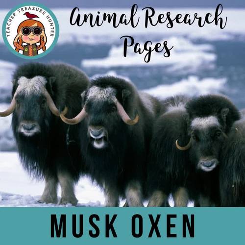 Musk Oxen Arctic Animal Research Report Information and writing pages