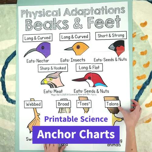 Adaptations- Bird Beaks and Feet Science Anchor Chart (Poster and ...