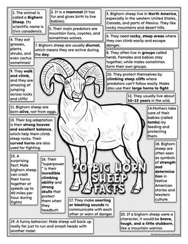 How to Draw Desert Animals Step By Step: Southern California Big Horn Sheep