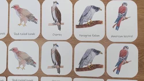 Birds of Prey: Montessori-style three-part flashcards of common raptors