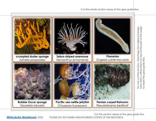 Montessori Zoology Growing Mega Bundle ALL Zoology in My Store Age 6 - 12