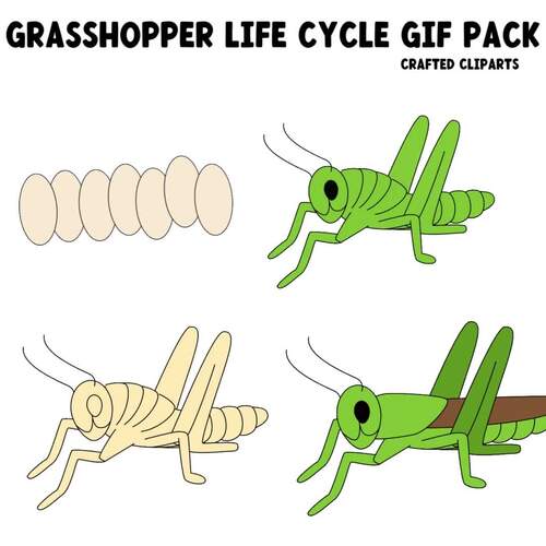 Simple Grasshopper Life Cycle GIF Pack by Crafted Cliparts | TPT