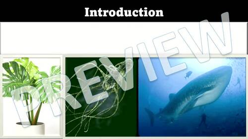 Energy Pyramids, Food Chains, & Food Webs Interactive PowerPoint + FREE ...