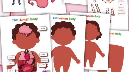 Human Anatomy Cut and Paste Activity | Human Body Systems Crafts-science
