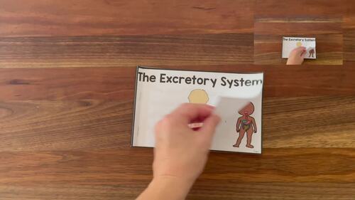 Excretory System Mini Reader Set Human Body Activities Human Body ...