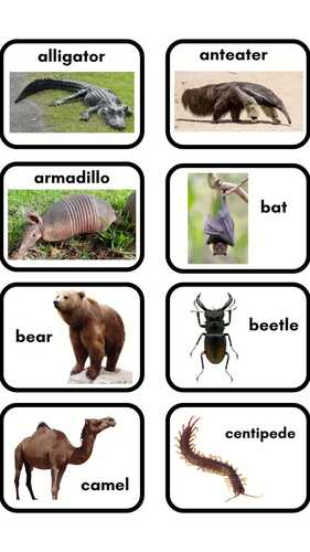 72 Zoo Animal Flash Card by Lambchopz | TPT