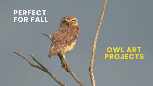 Owl Art Projects with Drawing Guides - Owl Elementary Art Lesson