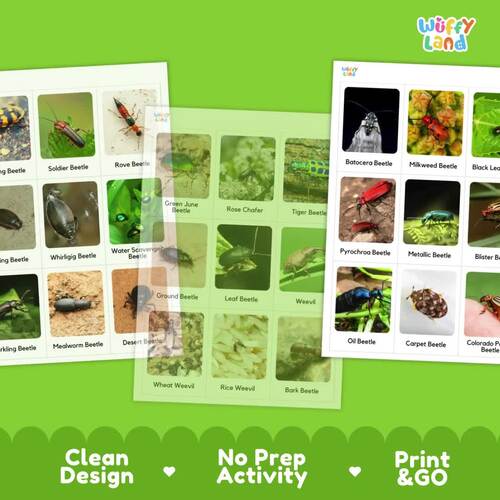 Beetle Flashcards | Insect Animal Realistic Picture Cards Vocabulary