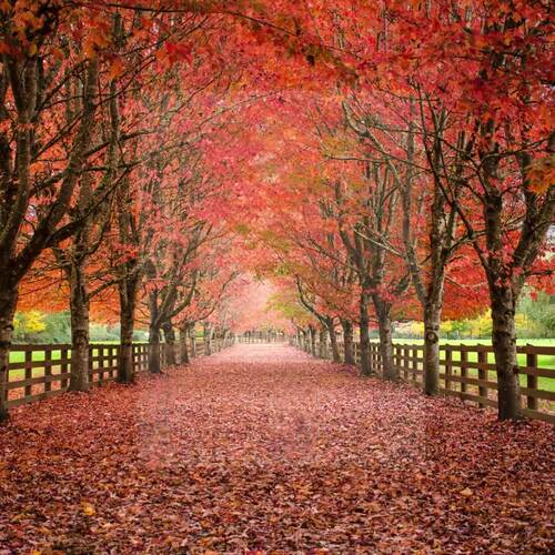 Fall Trivia Game Mega Bundle, Fun Autumn Trivia Quiz for Kids, teens ...