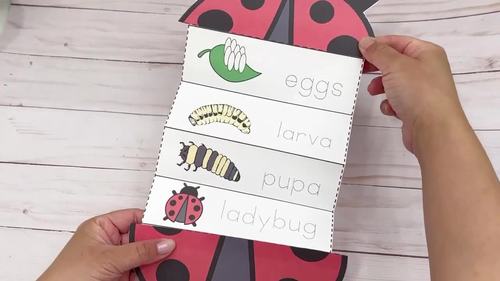 Ladybug Life Cycle Activity Bundle by Liv and Leb | TPT