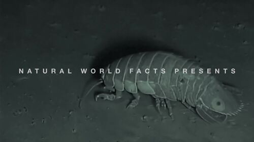 Crustaceans of the Deep! by Mr Ts Science Emporium | TPT