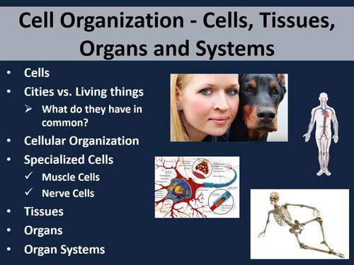 Cell Organization - Cells, Tissues, Organs, and Systems - PowerPoint Lesson