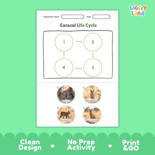 Caracal Life Cycle Poster and Cut and Paste Worksheet Activity by Wuffyland
