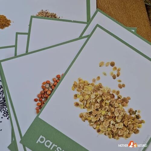 Garden Seed Printables | Vegetable Seed Poster | Garden seed Flash Cards