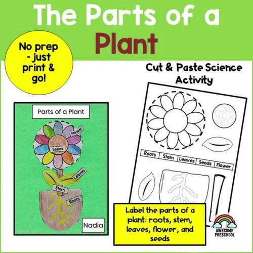 Plant Parts Craft Cut and Paste Science Activity for Preschool and ...