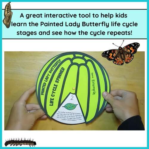 "Life Cycle of a Painted Lady Butterfly" | A Spinner for a Bug or ...