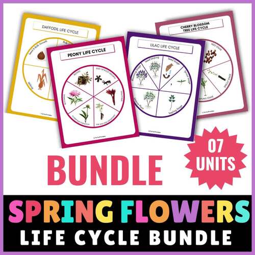 Spring Flowers Life Cycle Bundle: Tulip, Daffodil, Crocus, Cherry ...