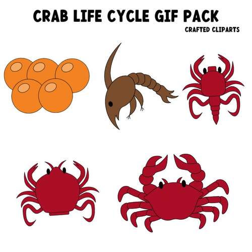 Simple Crab Life Cycle GIF Pack by Crafted Cliparts | TPT