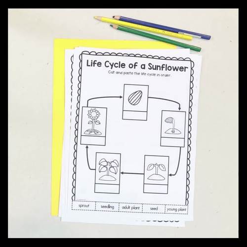 Sunflower Journal | Sunflower Diary | Grow a Sunflower Observation