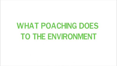 Poaching | Video, Handout, and Worksheets | Environmental Science