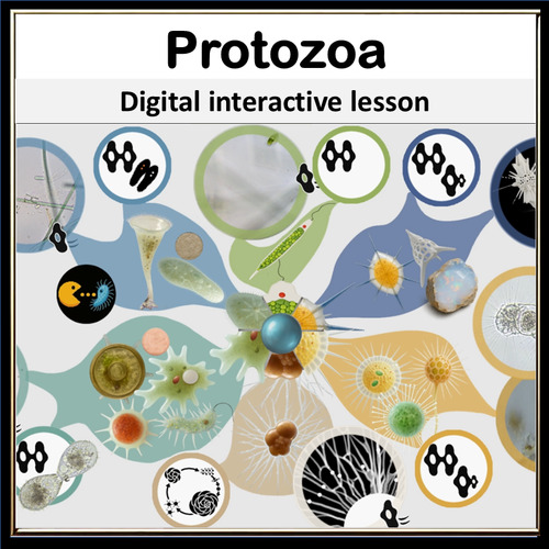 Protozoa Microscope Morphology Classification for AP Biology and Olympiads