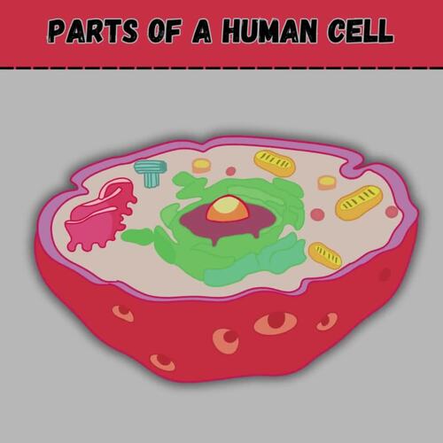 Parts of a Human Cell | Anatomy Labeling Worksheet,Coloring Page &Word ...