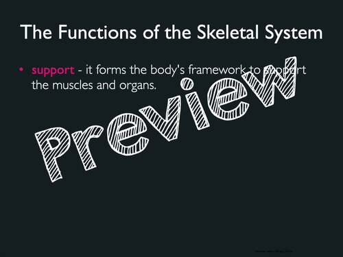 Skeletal System Notes - Skeletal System Editable PowerPoint Notes for ...