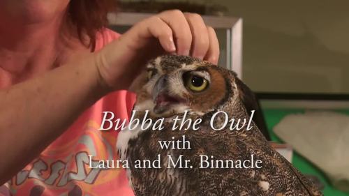 Bubba the Owl - A Dune's Island Documentary by Eric Matyas | TPT