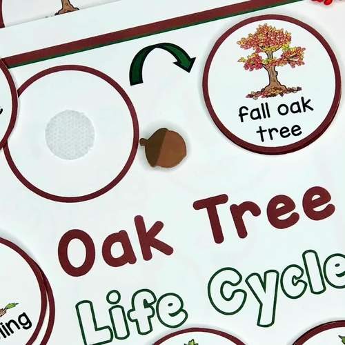 Oak Tree Life Cycle Sequencing Activity Mat: An Oak Tree's Life!