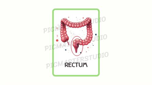 26 Explore the Wonders Within: Human Organs Flashcards for Kids - An ...