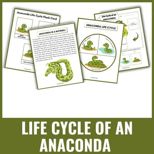 Anaconda snake life cycle, reptiles boa constrictor unit study with fun ...