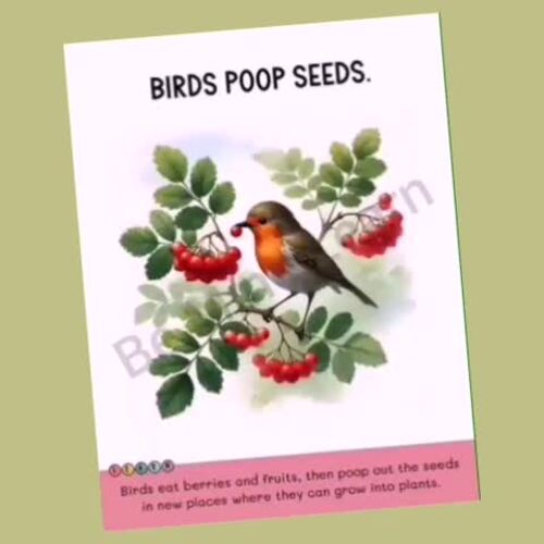 Farm Fact Flashcards & Reading Pack | Coloring Pages + Quiz | Grades 1–3
