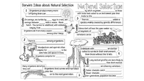 Natural Selection Doodle Notes & Quiz + PowerPoint by Black-Eyed Susan ...