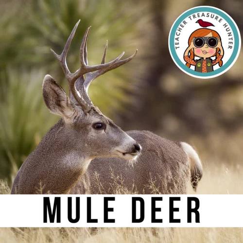 Mule Deer research page for desert animal informative writing report