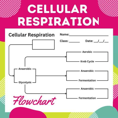 Cellular Respiration Flowchart Printable by Manik Bhola | TPT