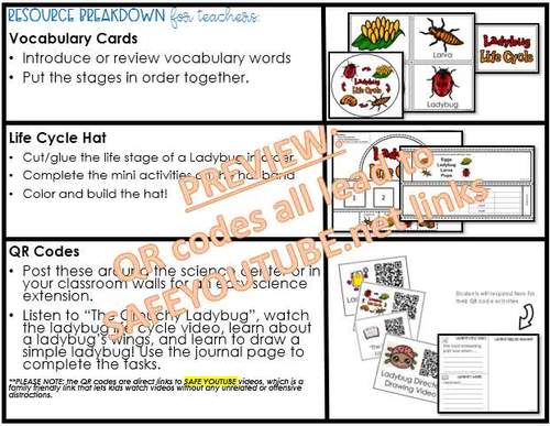 Ladybug Life Cycle l All about Ladybugs l Ladybug Research Project