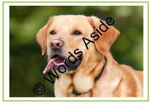 Vocabulary Flashcards Language ESL Speech Sped by Words Aside | TPT