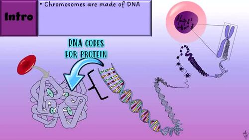 Mitosis, Cell Cycle, Meiosis, Reproduction Complete Unit Bundle | TPT