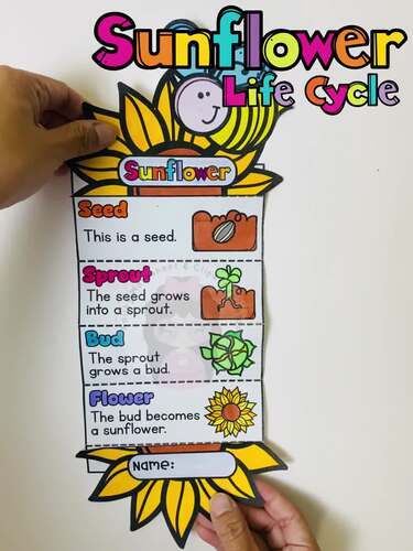 Sunflower Life Cycle Activities PreK–2 | Reading, Writing, Crafts ...