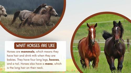 All About Horses: Horse Life Cycle Powerpoint Slides Animal Research ...