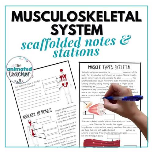 The Musculoskeletal System Worksheets, Diagram Labelling and Stations