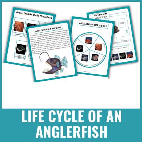 Anglerfish Life Cycle Worksheet | Ocean Animal Unit Study With Fun Facts!