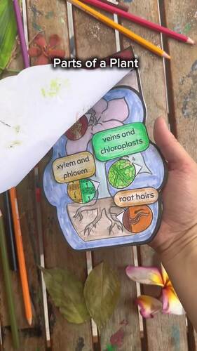 Parts of a Plant & Flower Flip Books: Low-Prep Science Projects for 4th ...