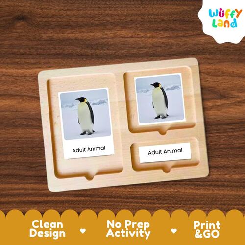 Penguin Life Cycle Montessori 3-Part Cards - Science Zoology Flashcards