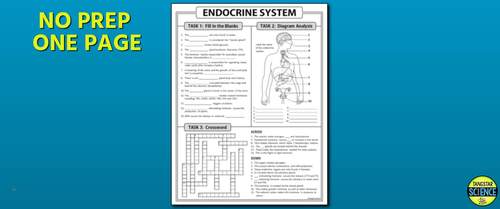 Endocrine System Homework Review Worksheet / Test Prep | Print & Google ...