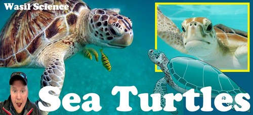Wasil Science: Sea Turtles! by Joseph Wasil | TPT