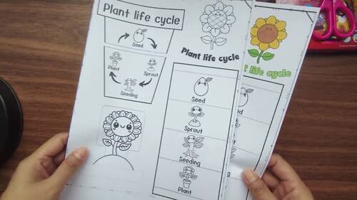 Plant Life Cycle Craft for Kids by HAPPY LEARNING TIME BY ATCHARA