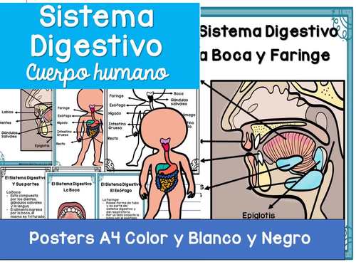 El Sistema Digestivo | Actividades, juegos y posters | TPT