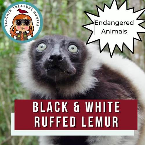 Endangered animal information page Black and white ruffed lemur ...